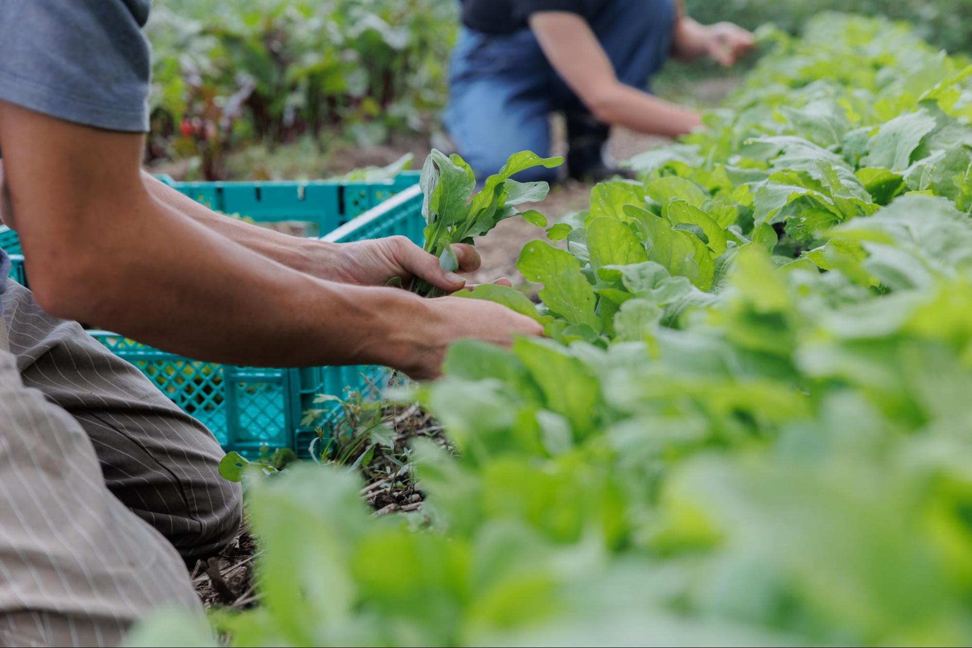 地球のため未来のために農業をはじめた。AINA FARM - みんな大地