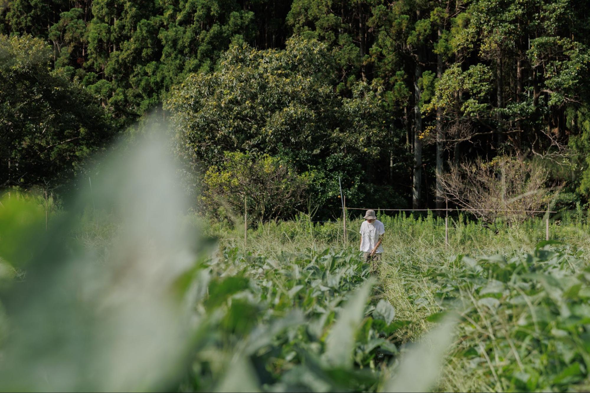 地球のため未来のために農業をはじめた。AINA FARM - みんな大地